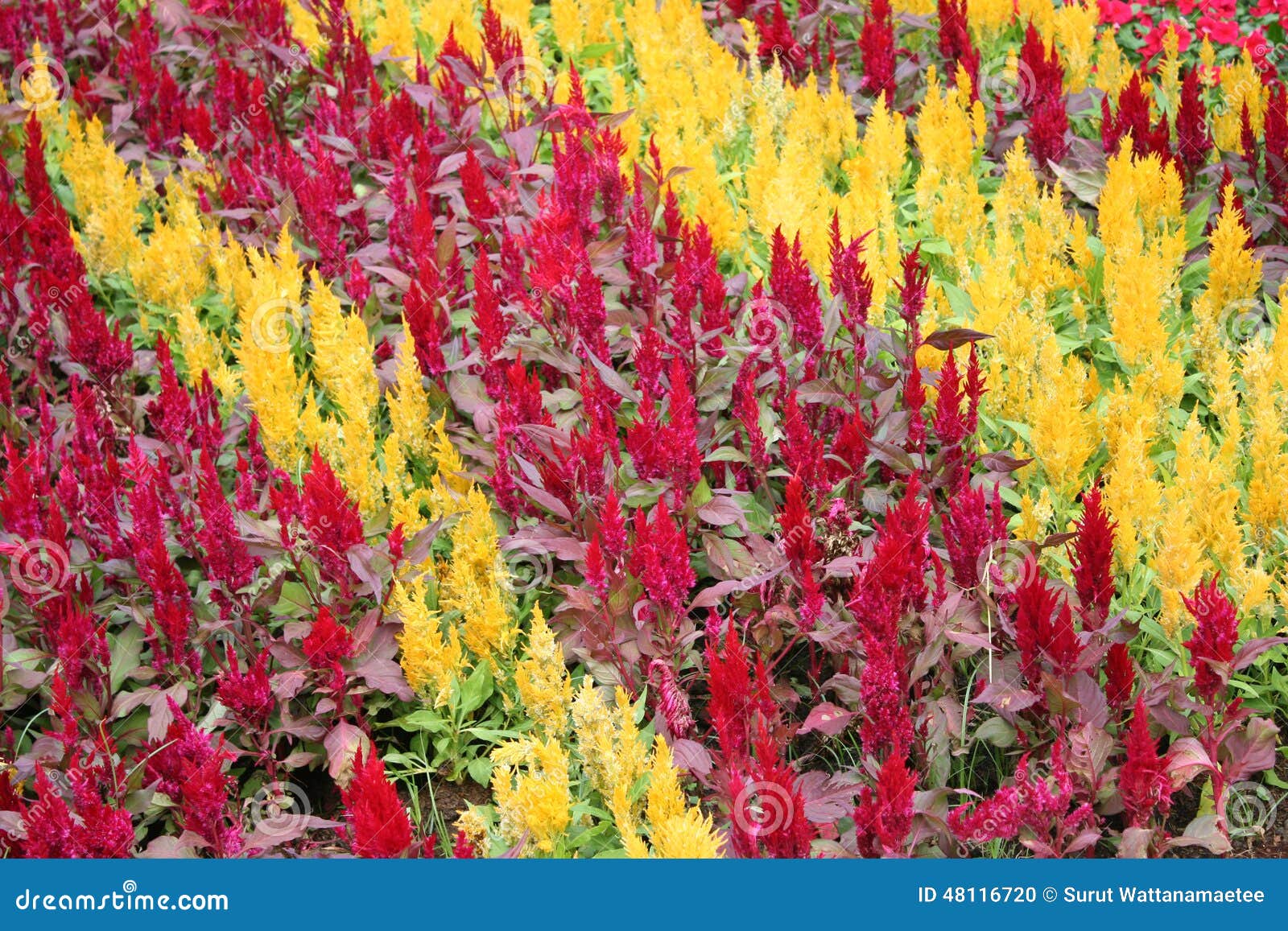 Colorful Plumed Cockscomb Flower Stock Photo - Image of leaf, blossom ...