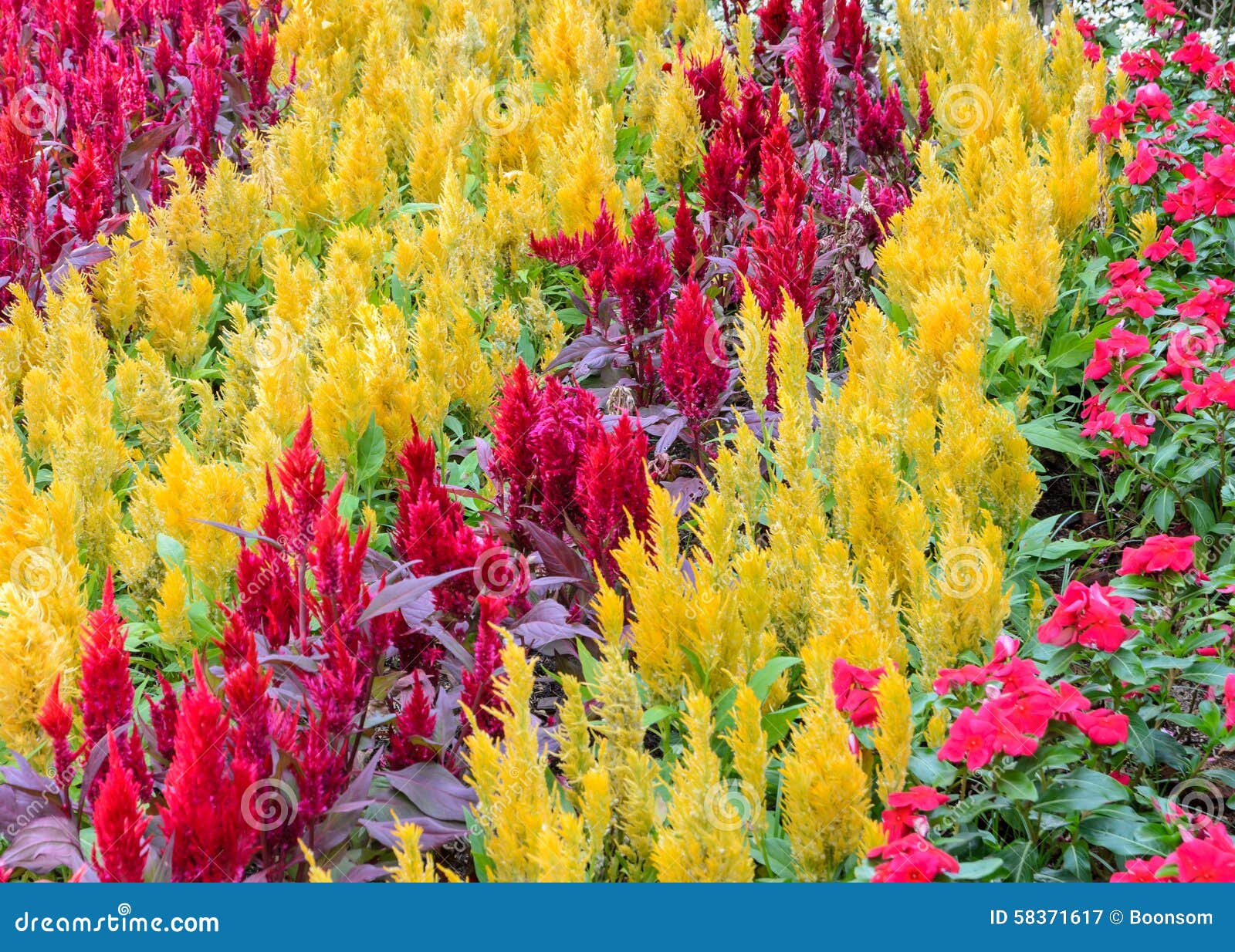 Colorful Plumed Cockscomb Flower Stock Image - Image of outdoor, garden ...