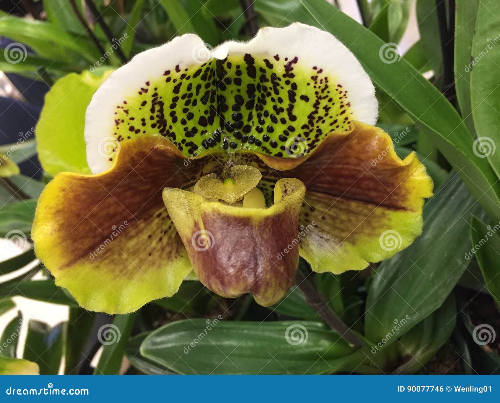 Colorful Pocket Orchids Background Stock Photo - Image of growth, grow ...