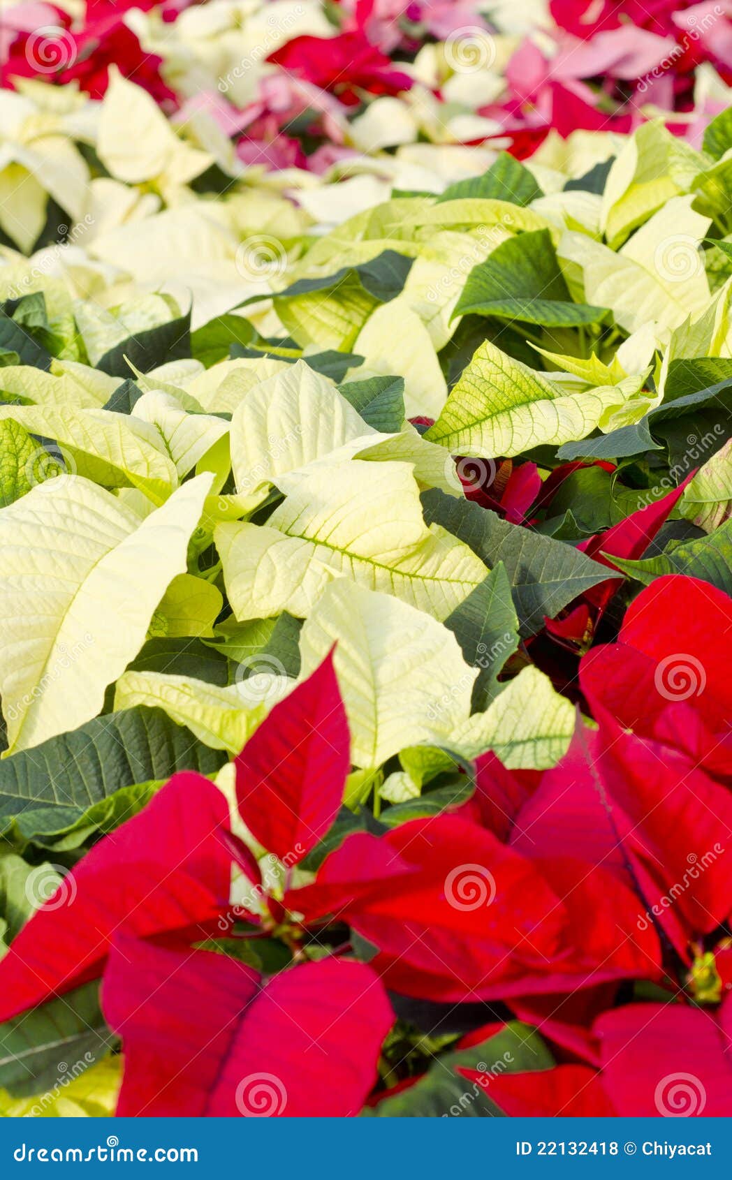Colorful Poinsettias stock photo. Image of colors, mixed - 22132418