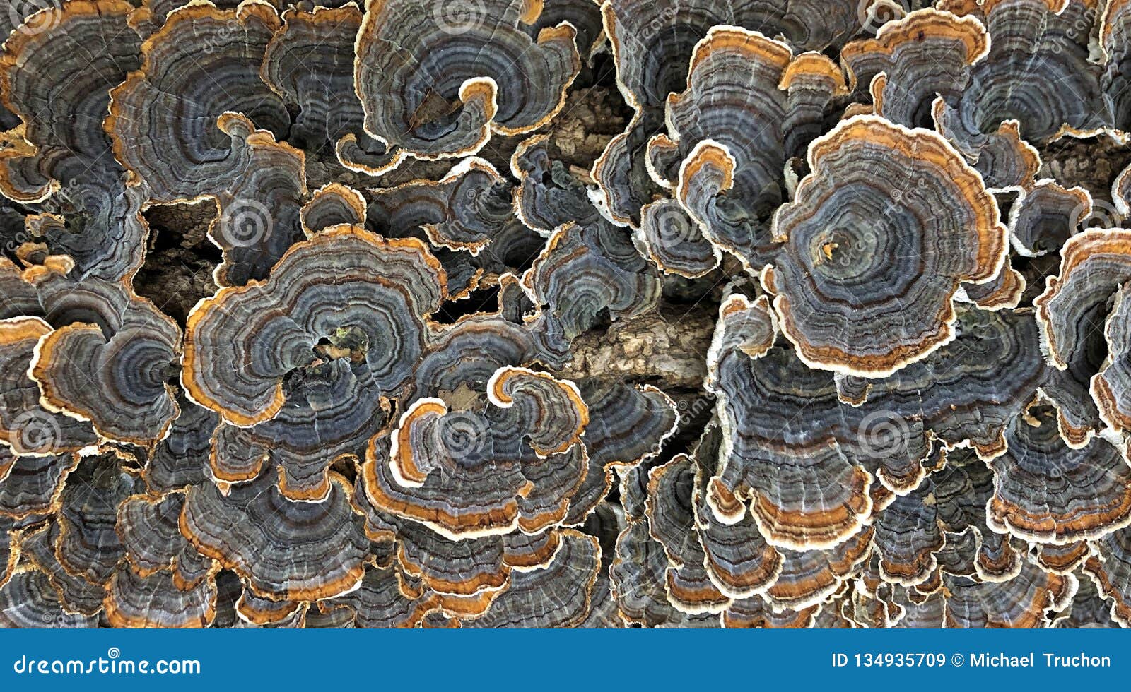 Colorful Polypore Blossoms on a Stump Stock Image - Image of mushroom ...