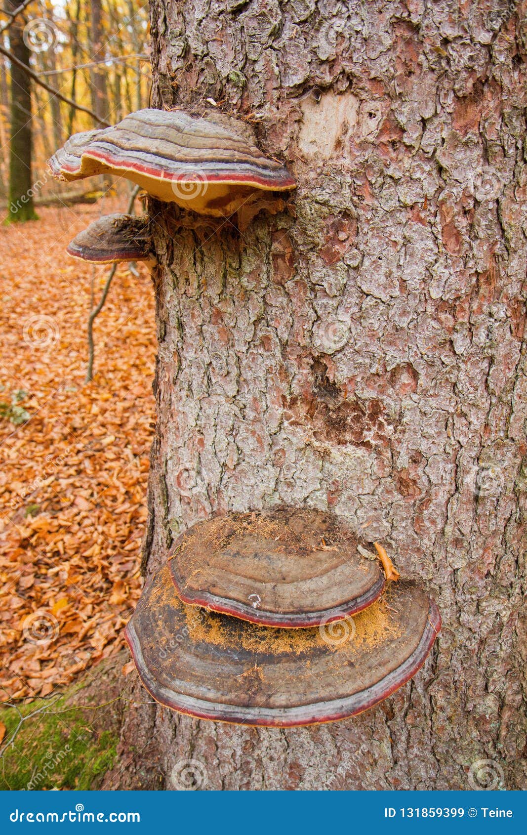 Colorful polypore stock image. Image of gold, common - 131859399