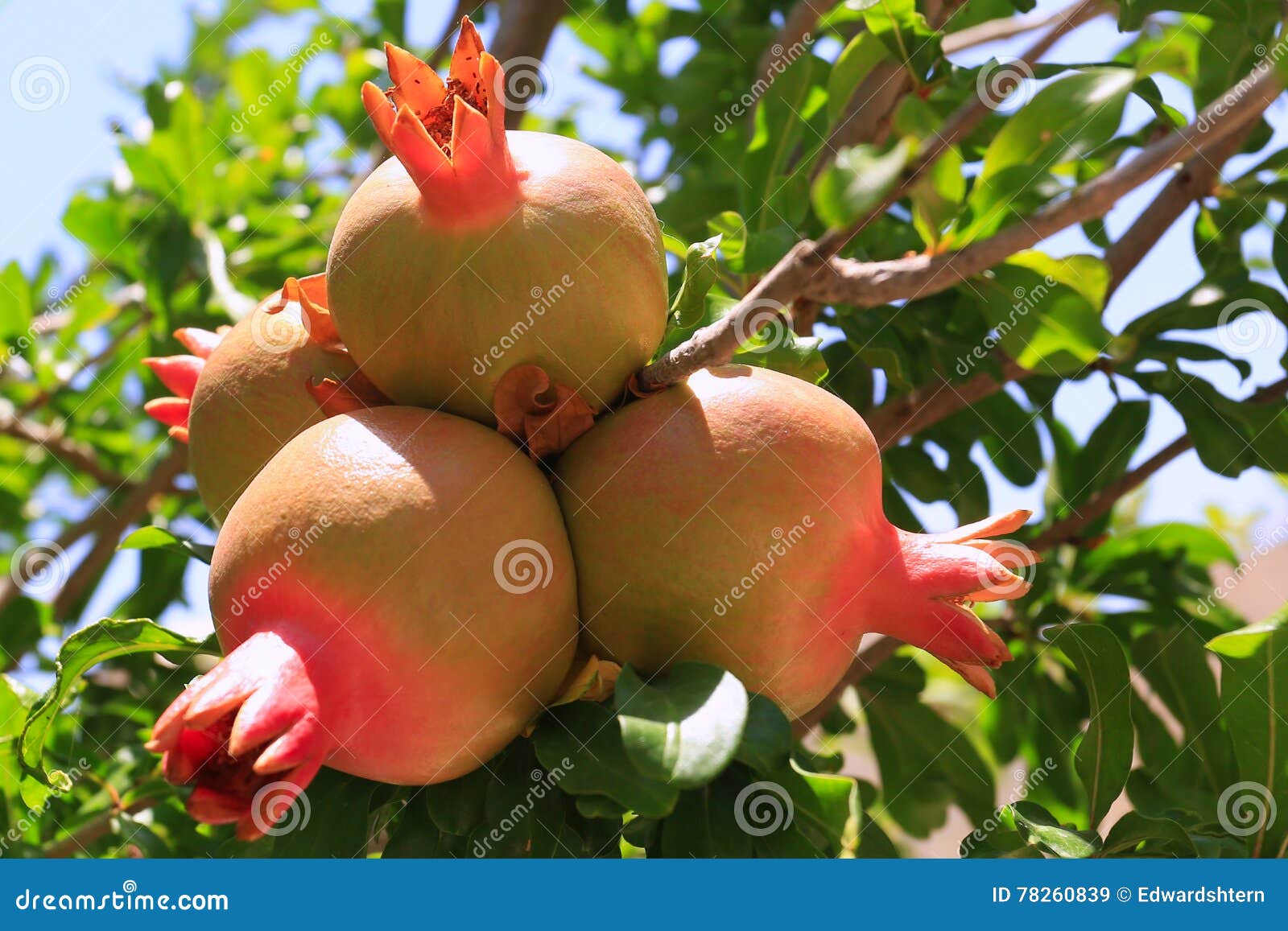 224 Grenades Tree Photos - Free & Royalty-Free Stock Photos from Dreamstime