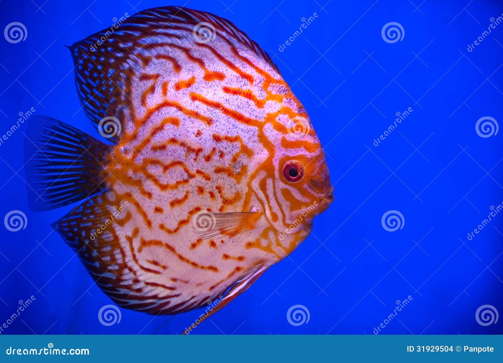 Orange Pigeon Blood Discus Fish Stock Photo - Image of fish, aquarium ...