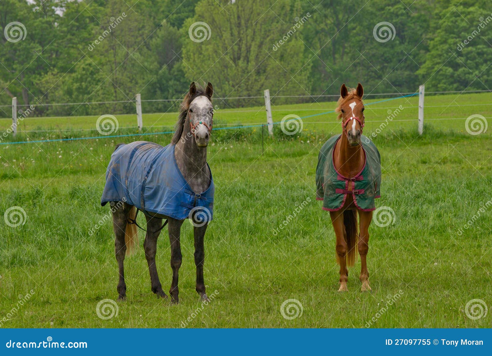 Colorful ponies in meadow stock image. Image of field - 27097755