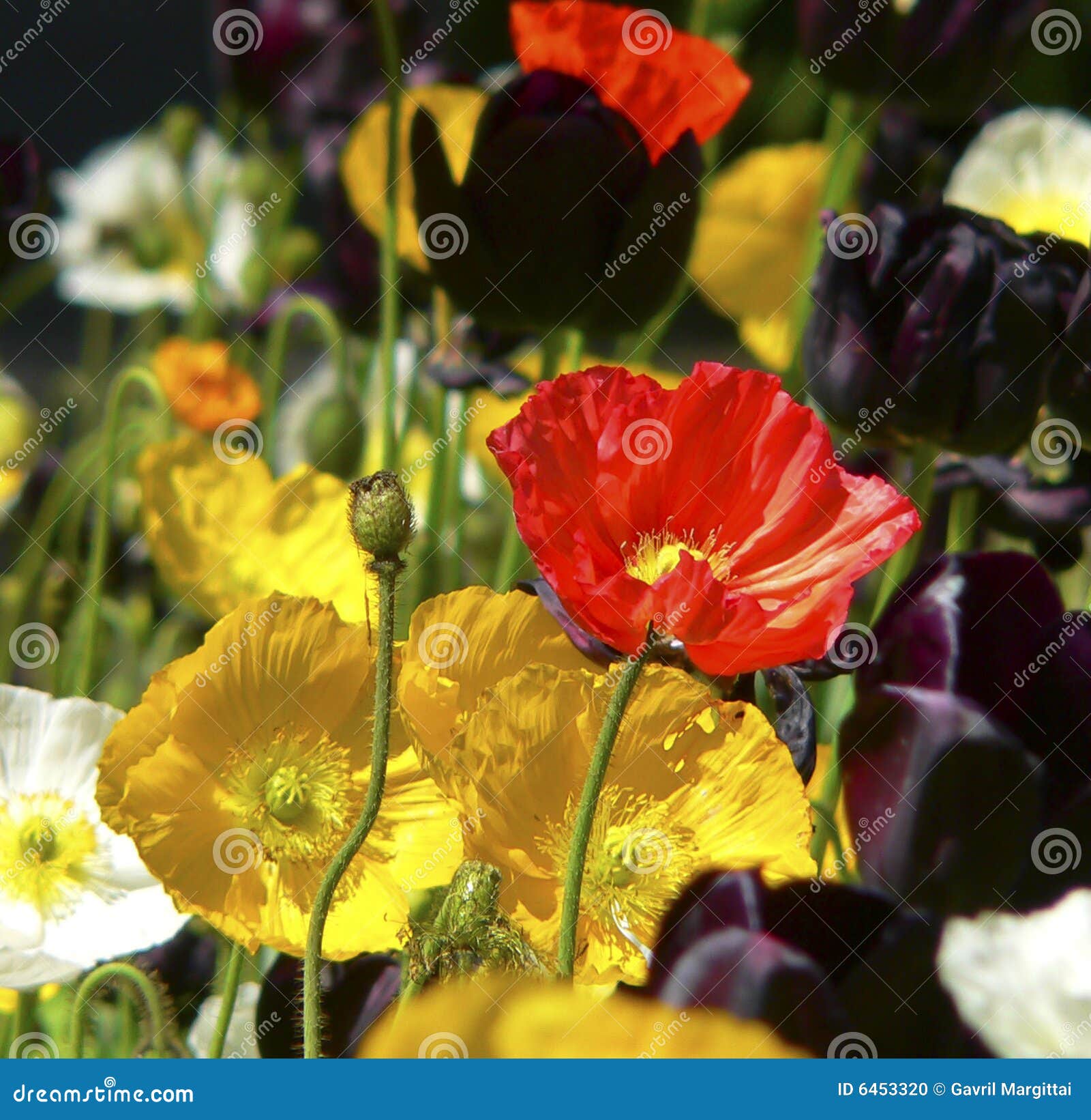 Colorful poppies stock photo. Image of poppy, californian - 6453320