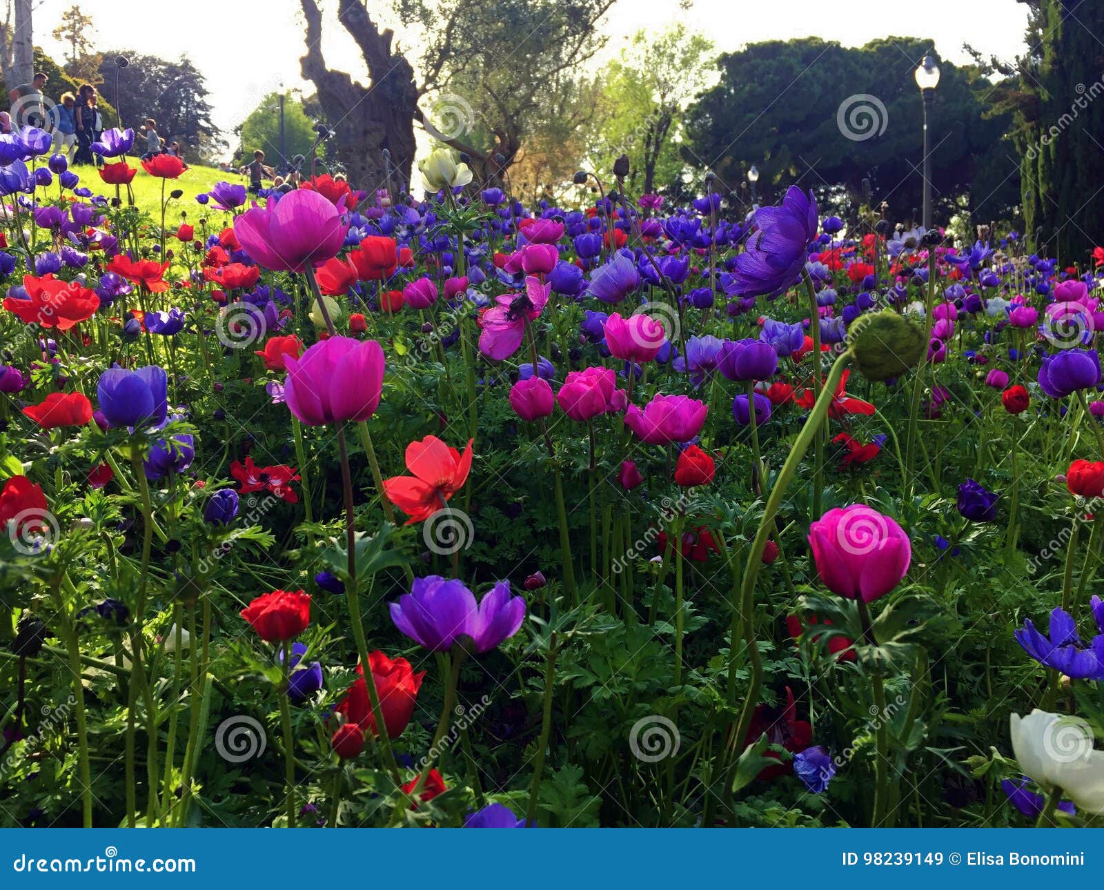 Colorful poppies garden stock image. Image of outline - 98239149