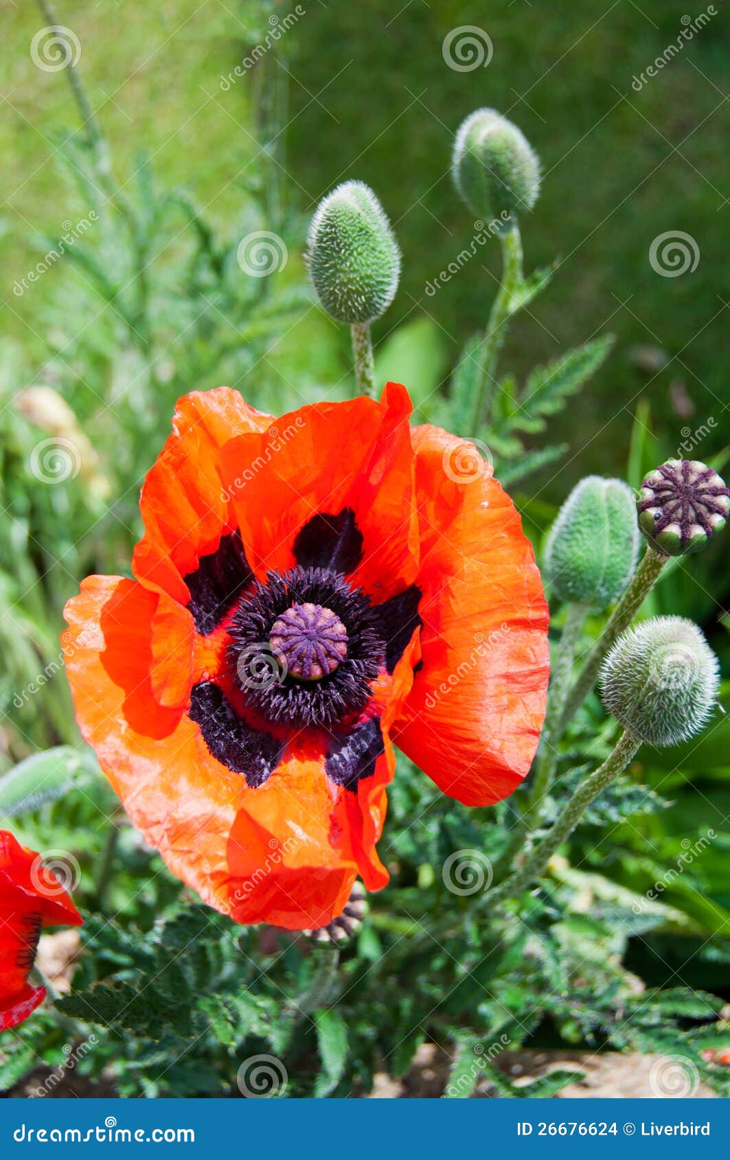 Colorful Poppy stock photo. Image of fragile, garden - 26676624