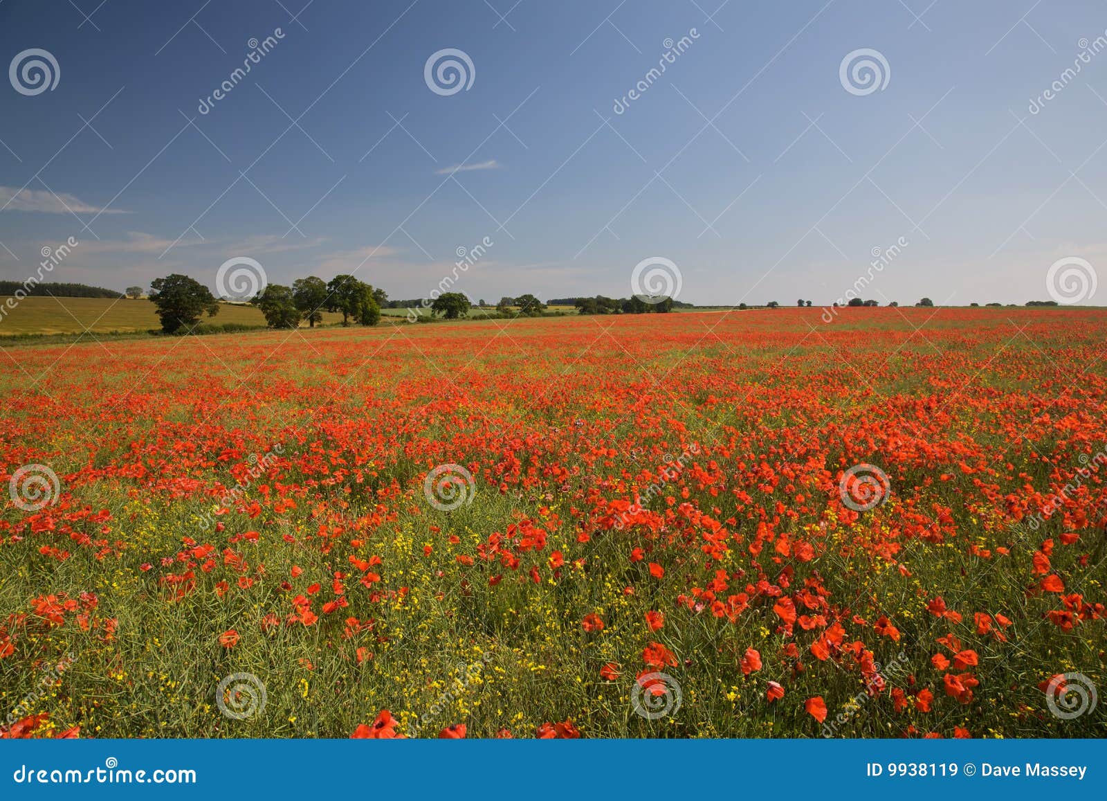 Colorful poppy field stock image. Image of plants, poppies - 9938119
