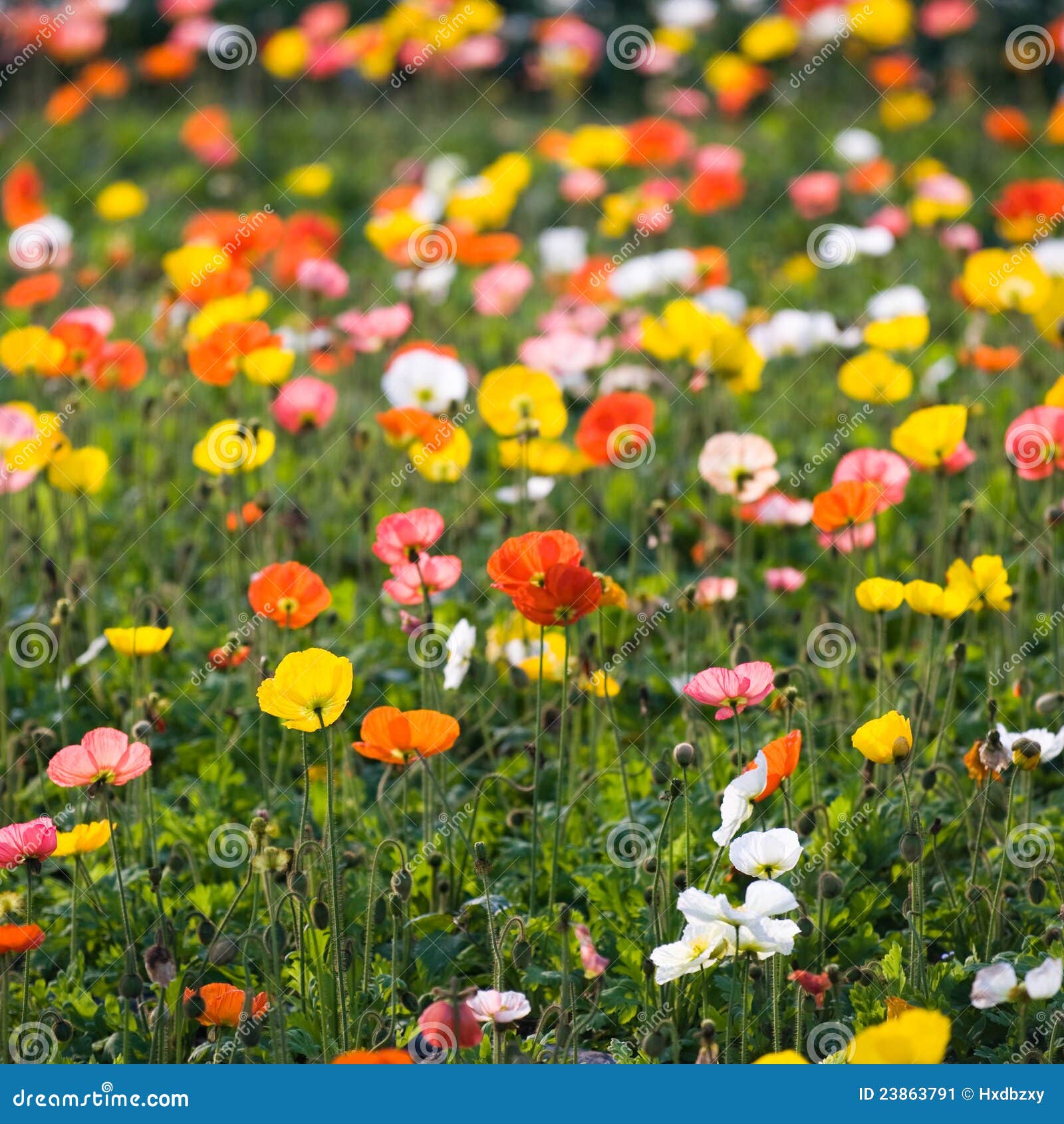 Colorful poppy flowers stock image. Image of natural - 23863791