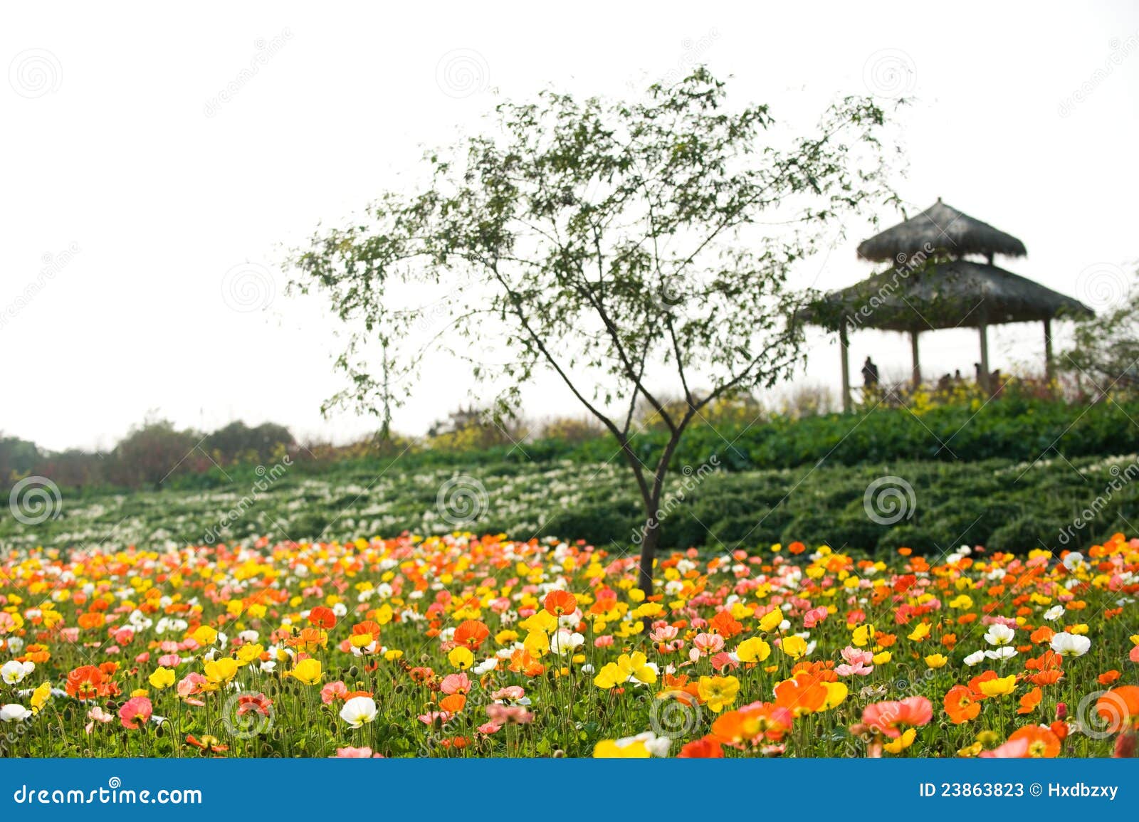 Colorful poppy flowers stock image. Image of petal, green - 23863823