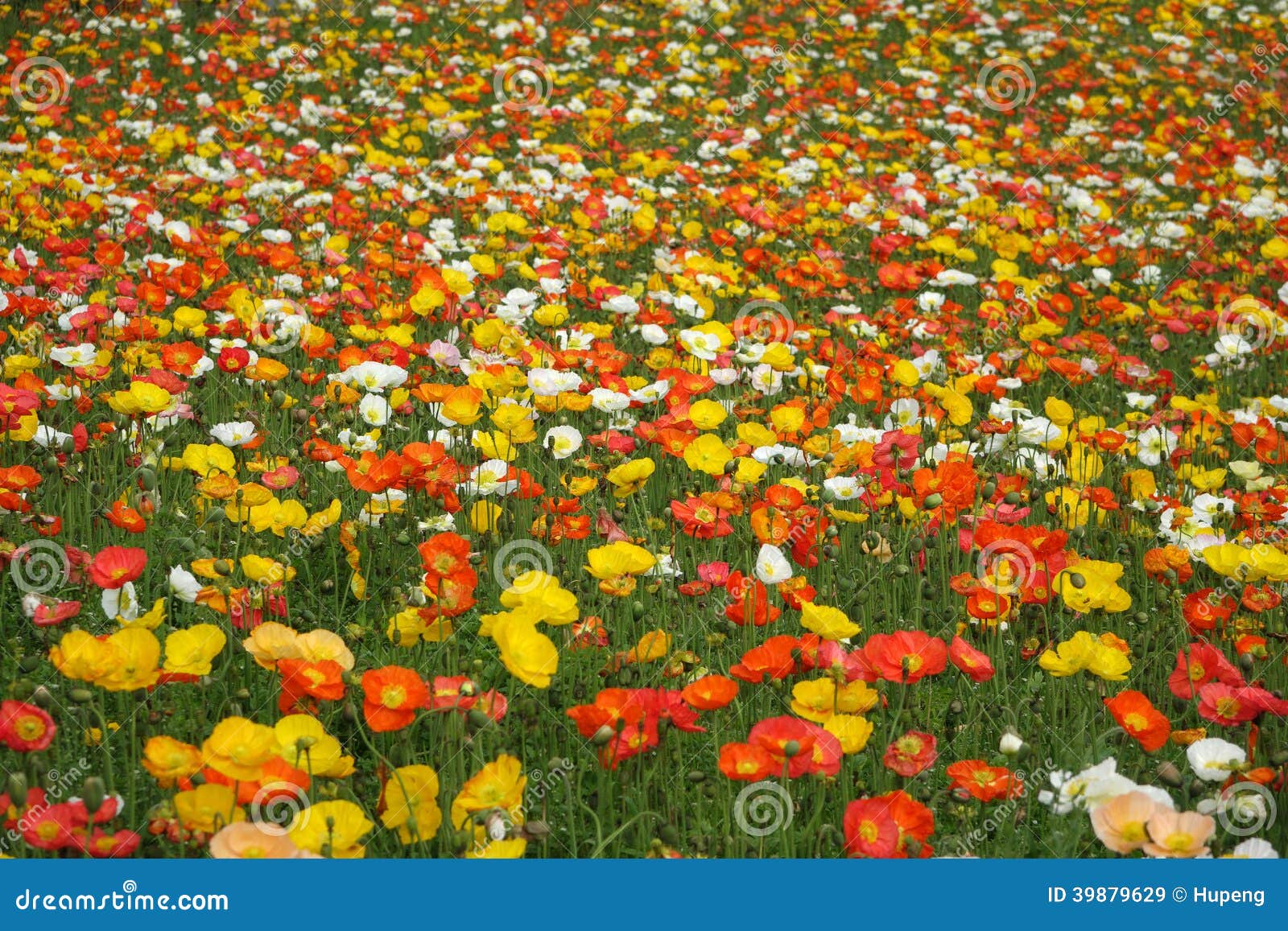 Colorful poppy flowers stock image. Image of abundance - 39879629