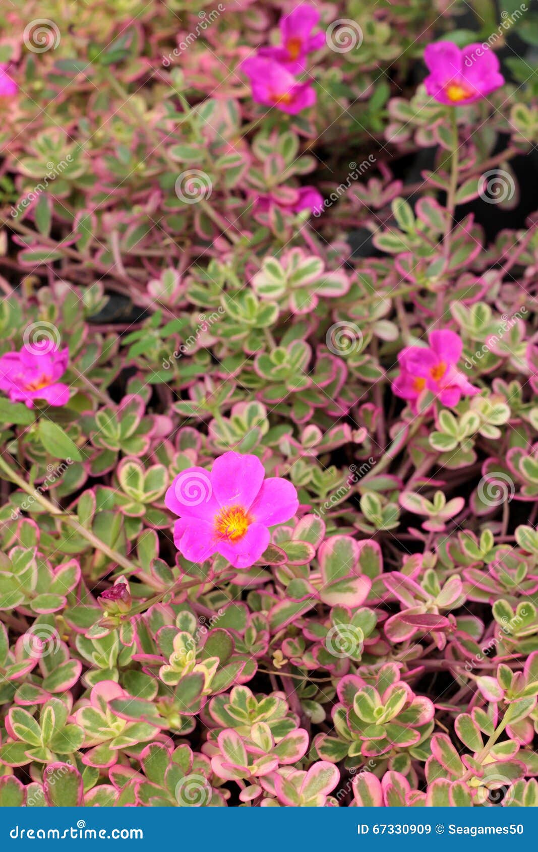 Colorful Portulaca Flowers in the Nature. Stock Image - Image of ...
