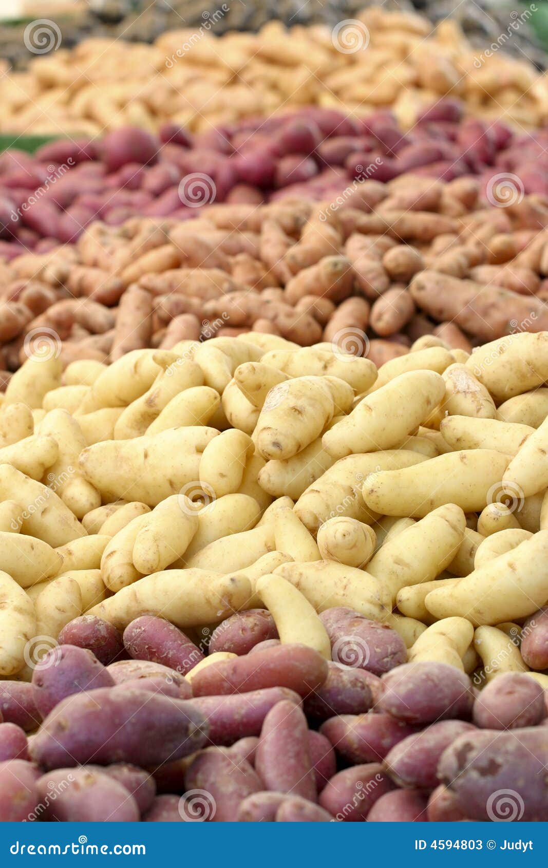 Colorful Potatoes stock image. Image of purple, fresh - 4594803
