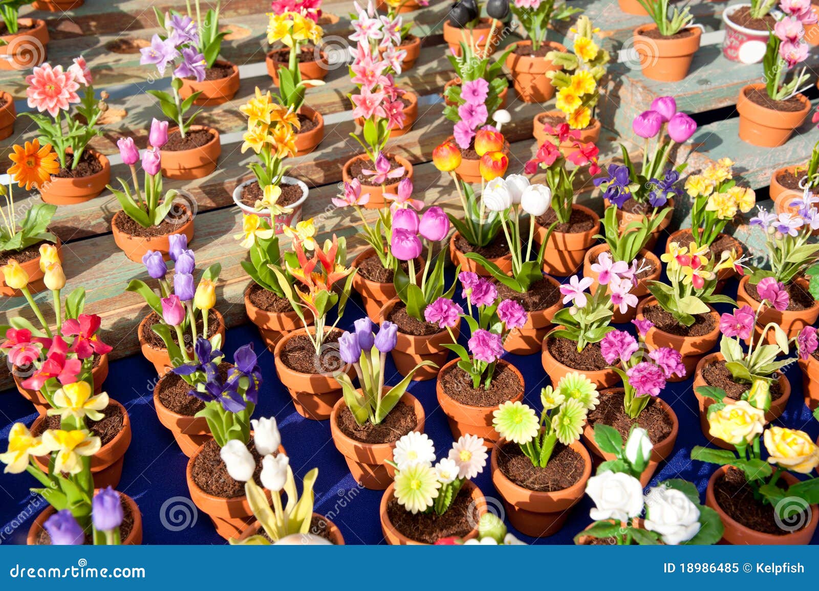 Colorful potted plants stock image. Image of bloom, houseplant - 18986485