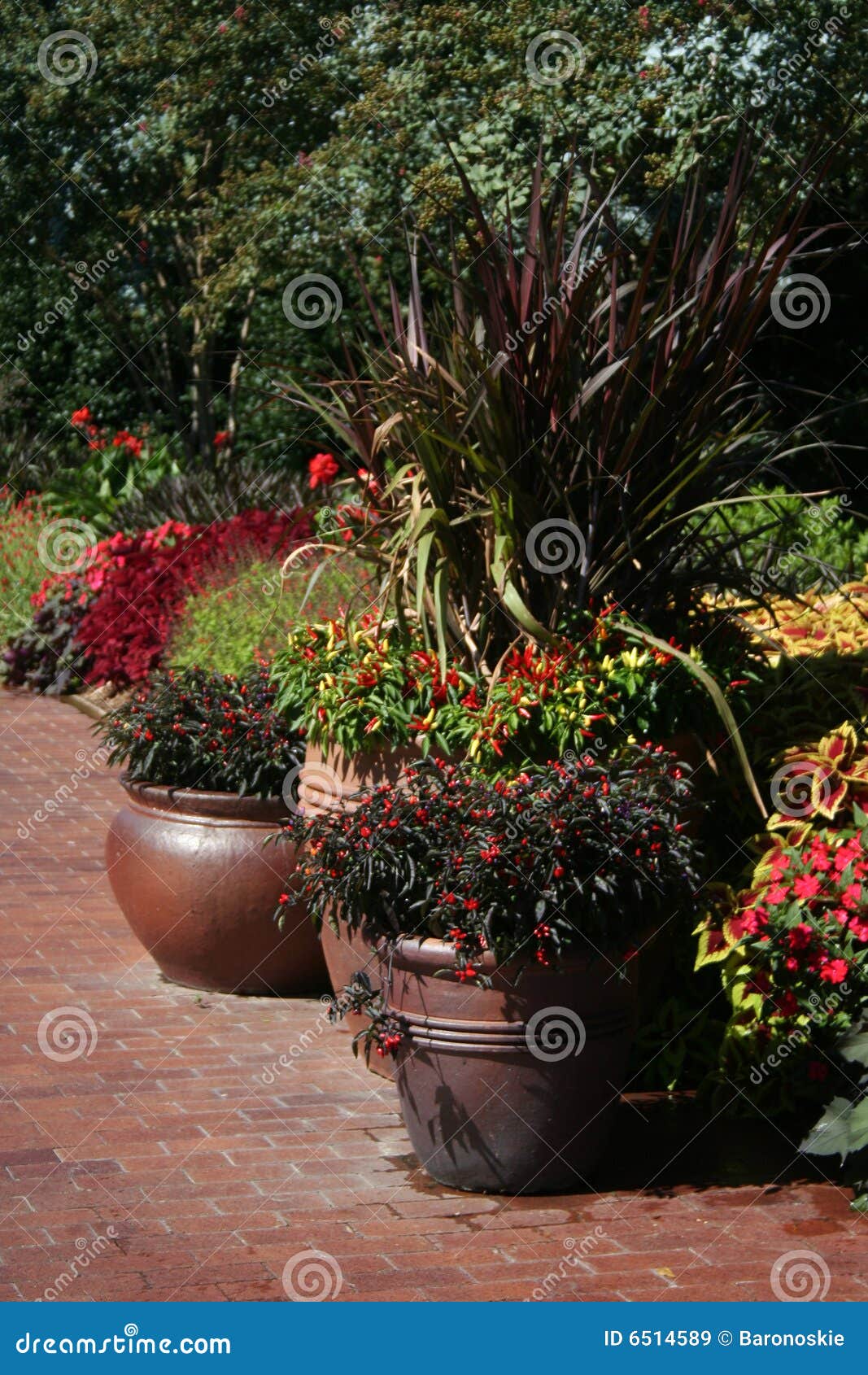 Colorful Potted Plants stock image. Image of potted, brick - 6514589