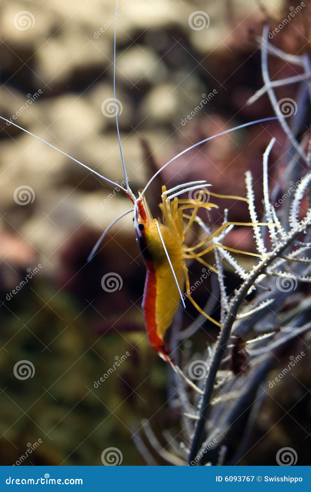Colorful prawn stock image. Image of exotarium, sand, life - 6093767