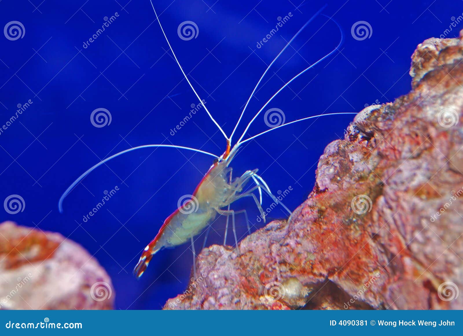 Colorful Prawn Inside the Aquarium Stock Image - Image of prawn ...