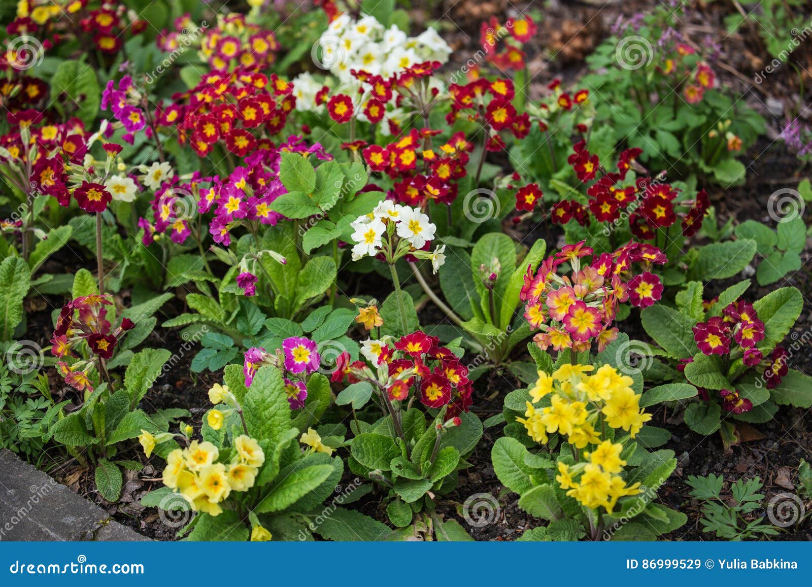 Colorful primroses stock image. Image of flowers, primrose - 86999529