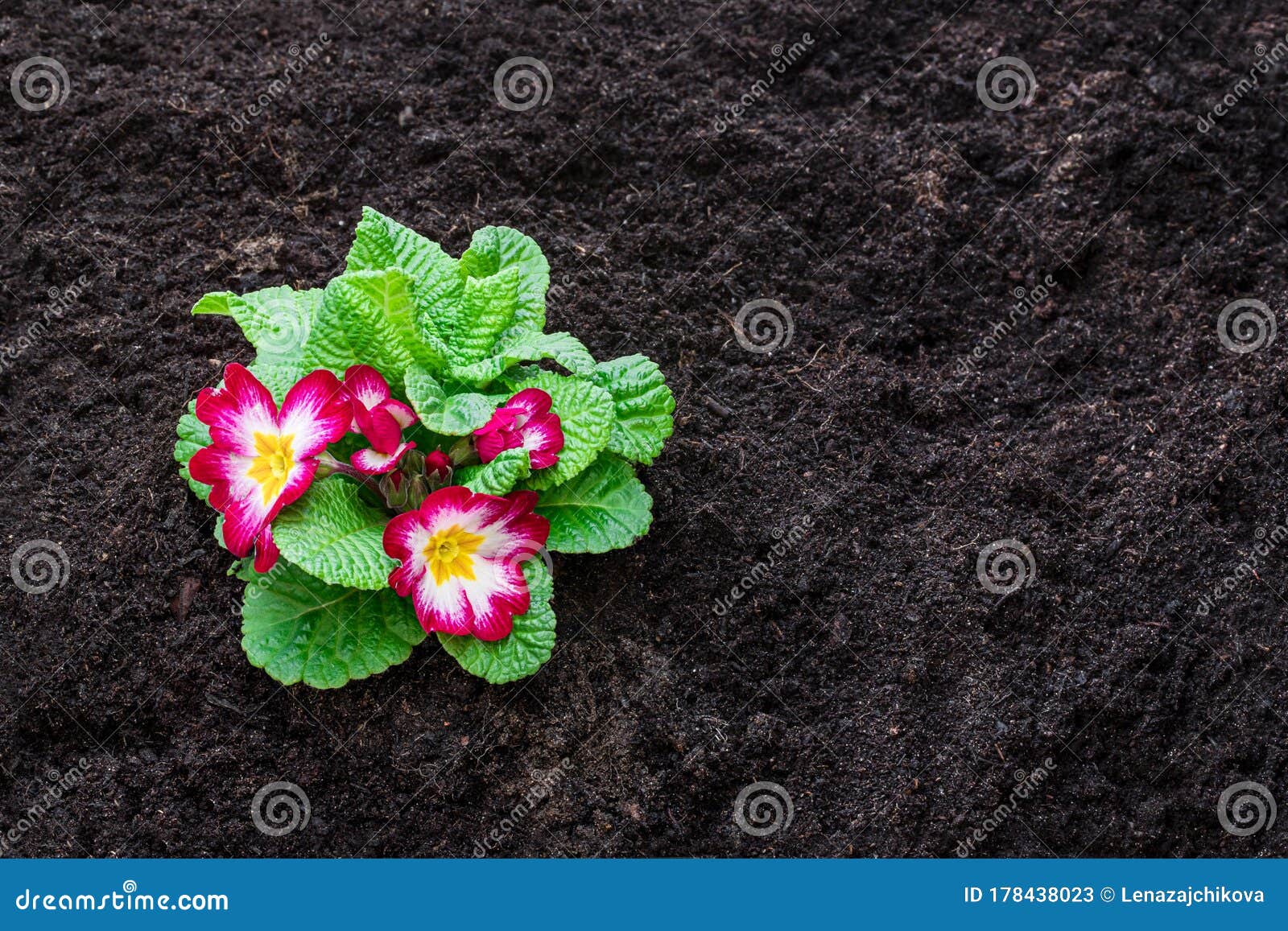 Colorful Primulas Flower on Soil. Ready for Planting Stock Image ...