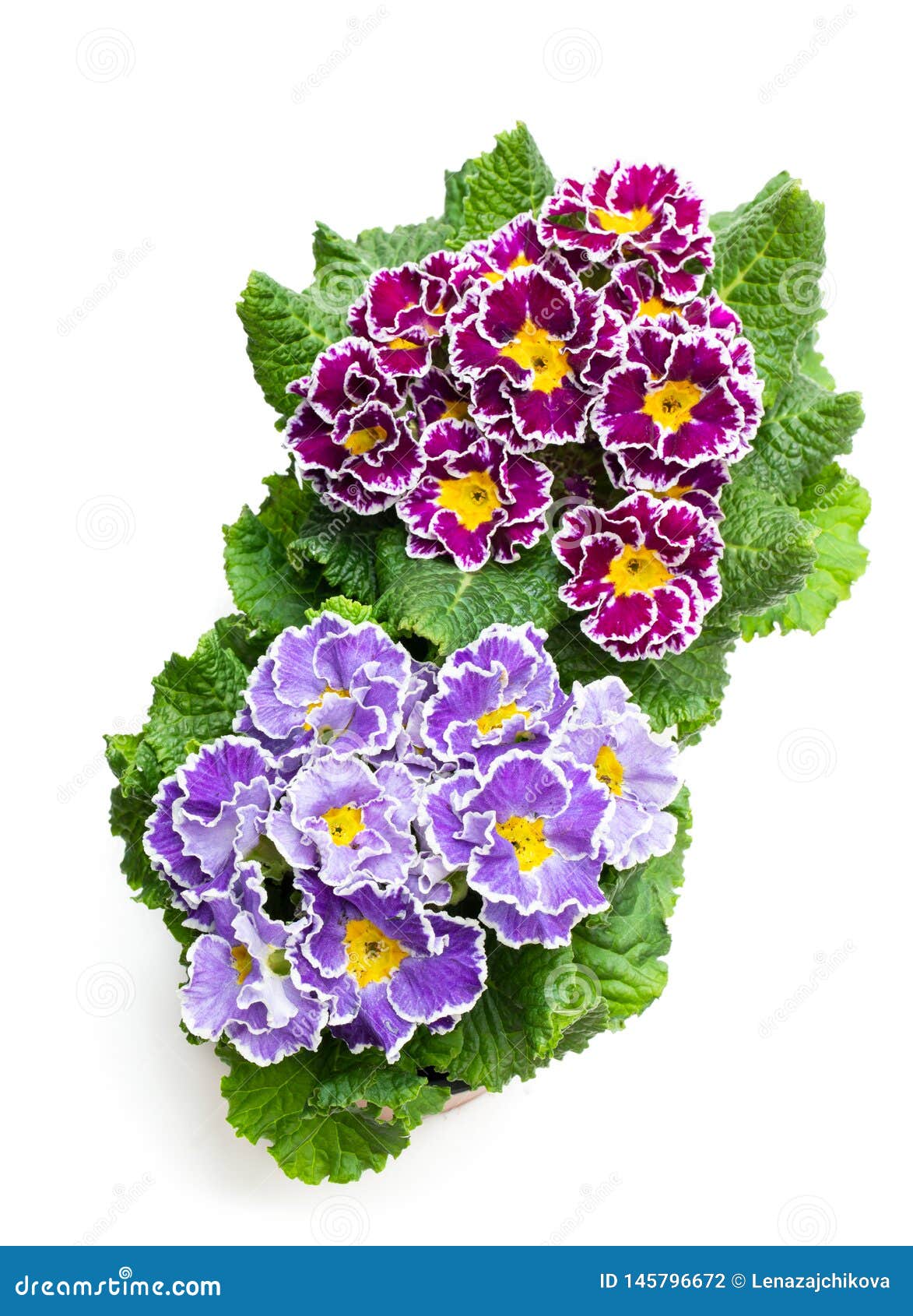 Colorful Primulas in Pots Isolated on White Stock Photo - Image of ...