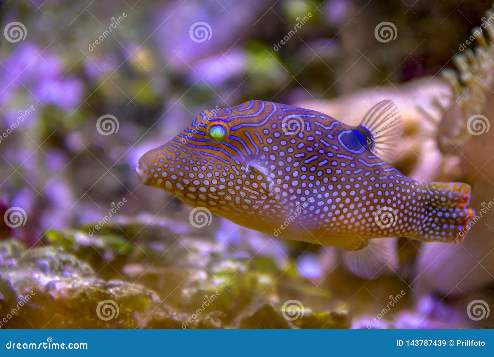 Colorful pufferfish stock image. Image of water, pufferfish - 143787439