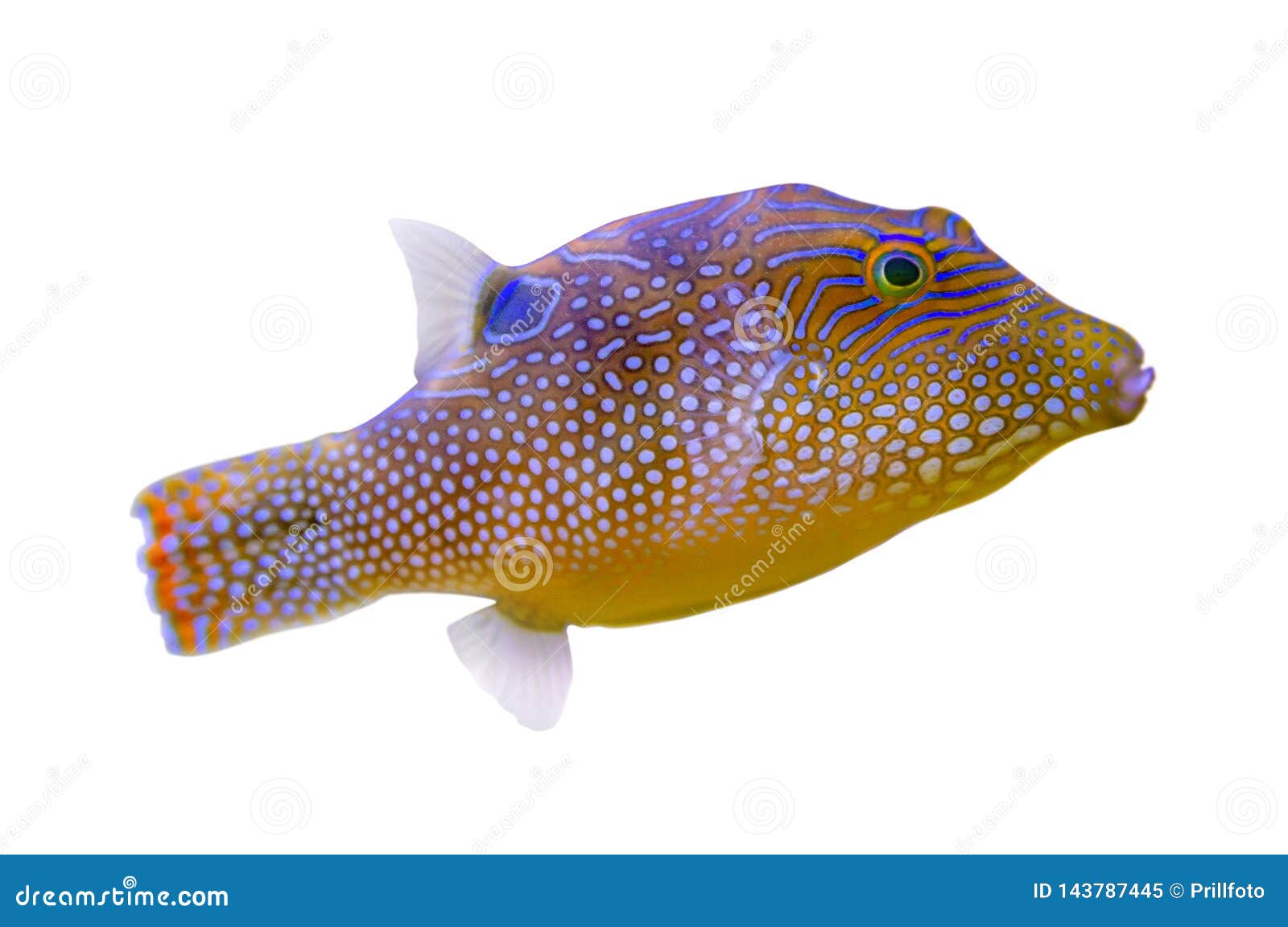 Colorful pufferfish stock image. Image of isolated, colorful - 143787445