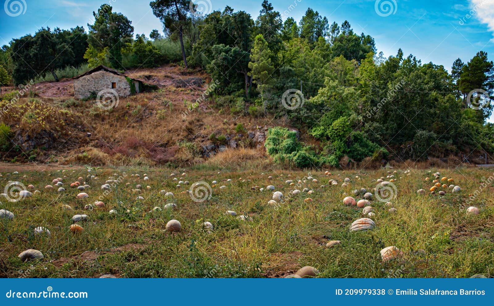 Colorful Pumpkin Patch on a Bright Day Stock Photo - Image of ...
