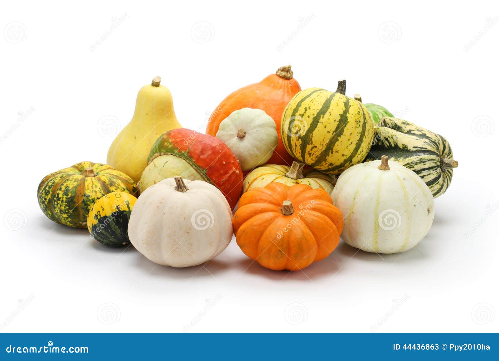 Colorful Pumpkin and Squash Collection Stock Image - Image of fall ...