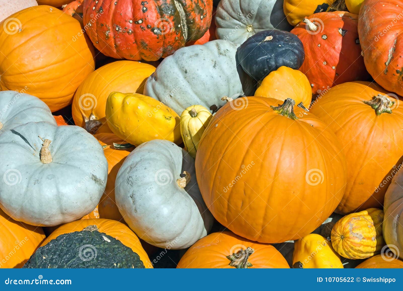 Colorful pumpkins stock photo. Image of colourful, fall - 10705622