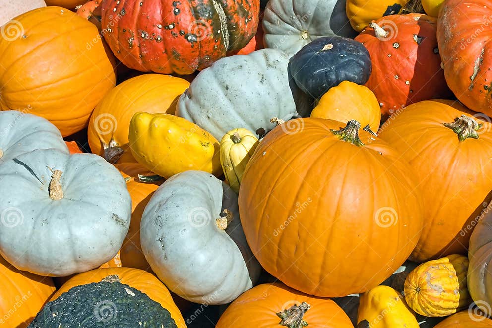 Colorful pumpkins stock photo. Image of colourful, fall - 10705622