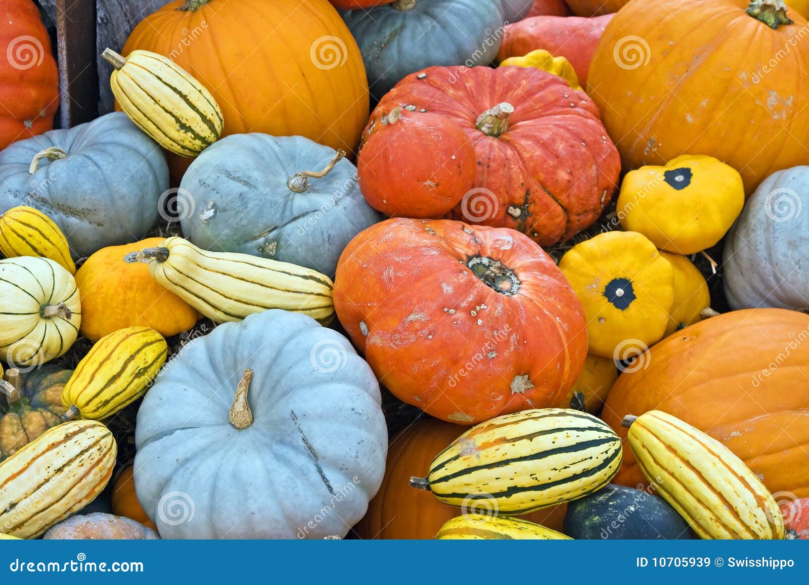 Colorful pumpkins stock image. Image of organic, decorations - 10705939