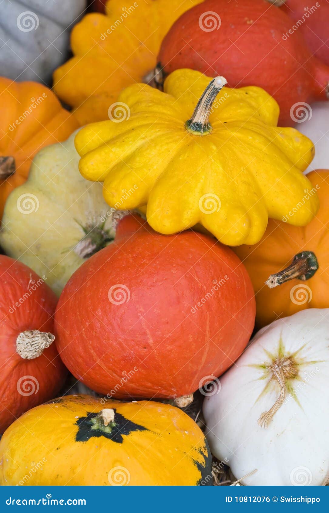 Colorful pumpkins stock photo. Image of colors, farm - 10812076