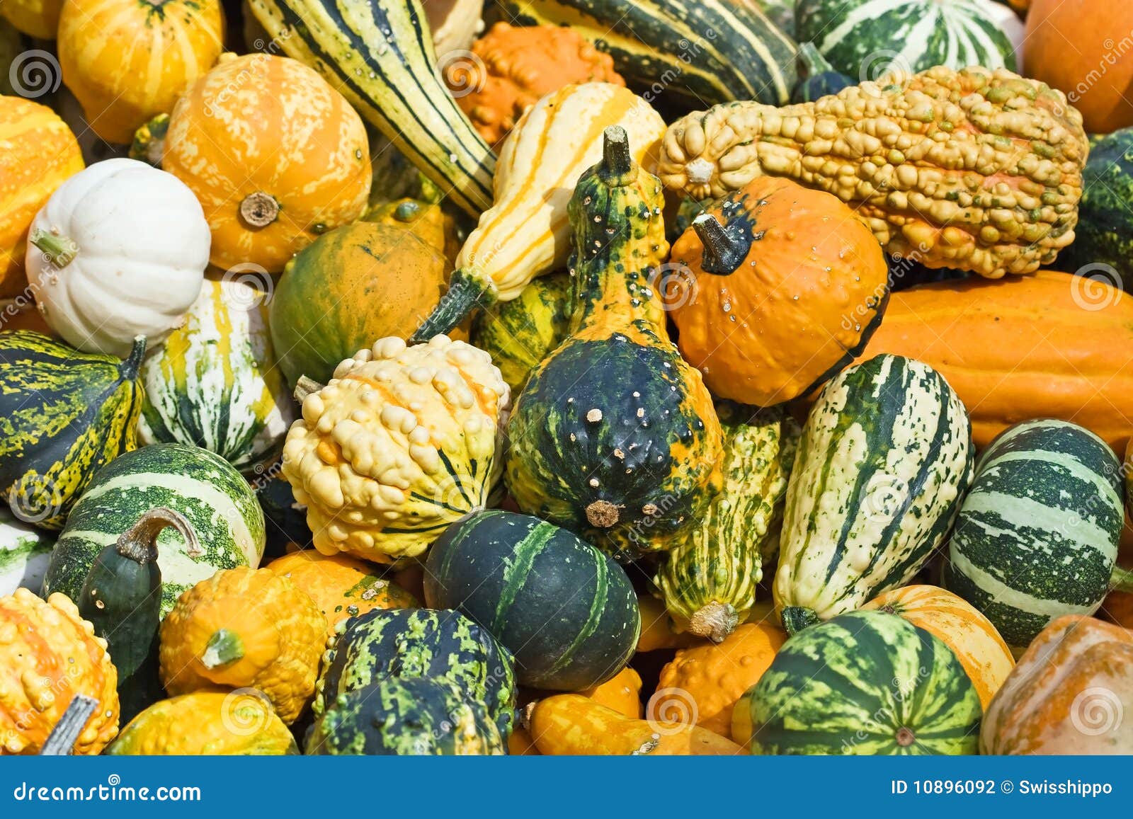 Colorful pumpkins stock photo. Image of fresh, life, ground - 10896092