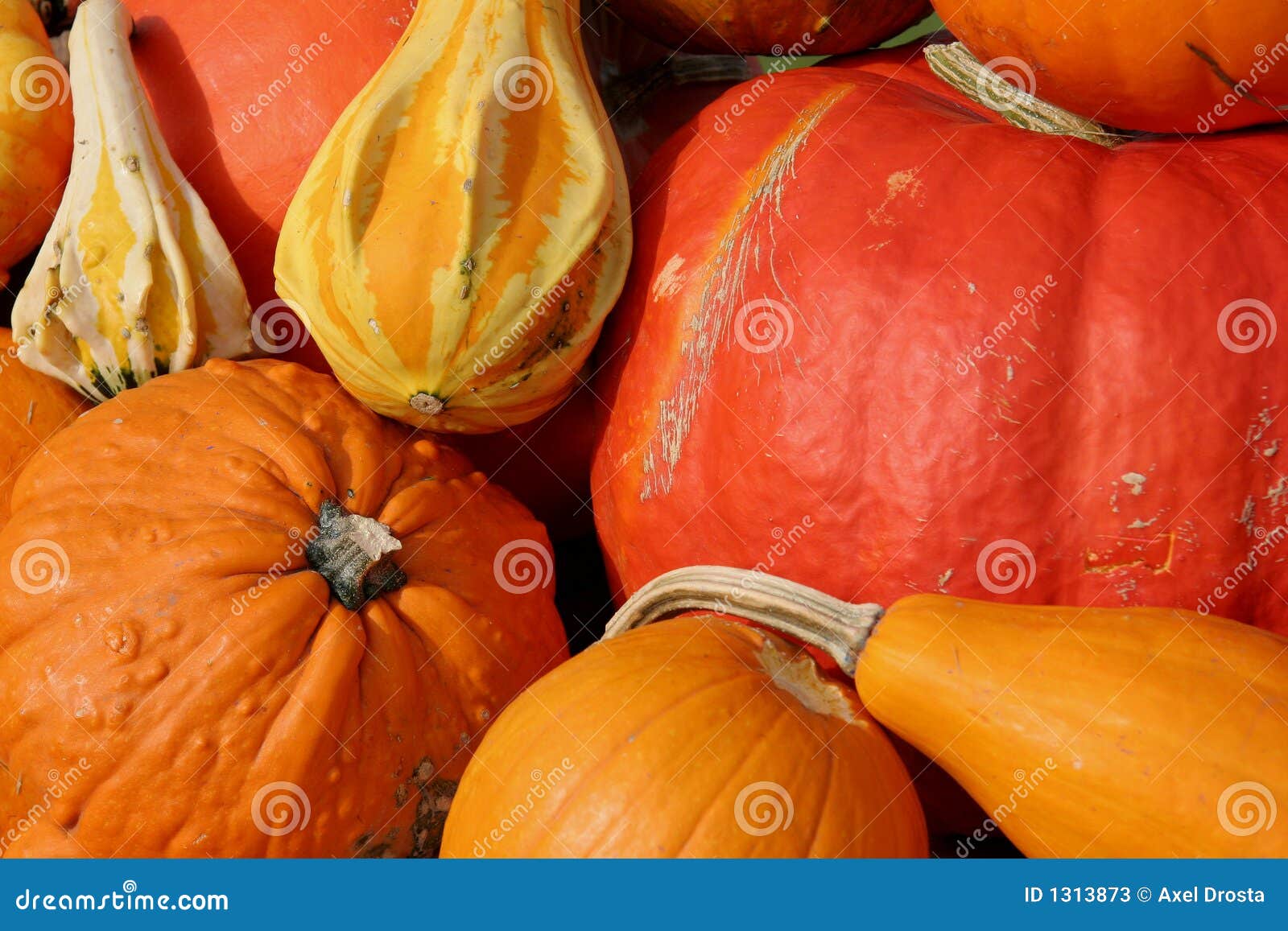 Colorful pumpkins stock image. Image of vitamins, cucurbita - 1313873