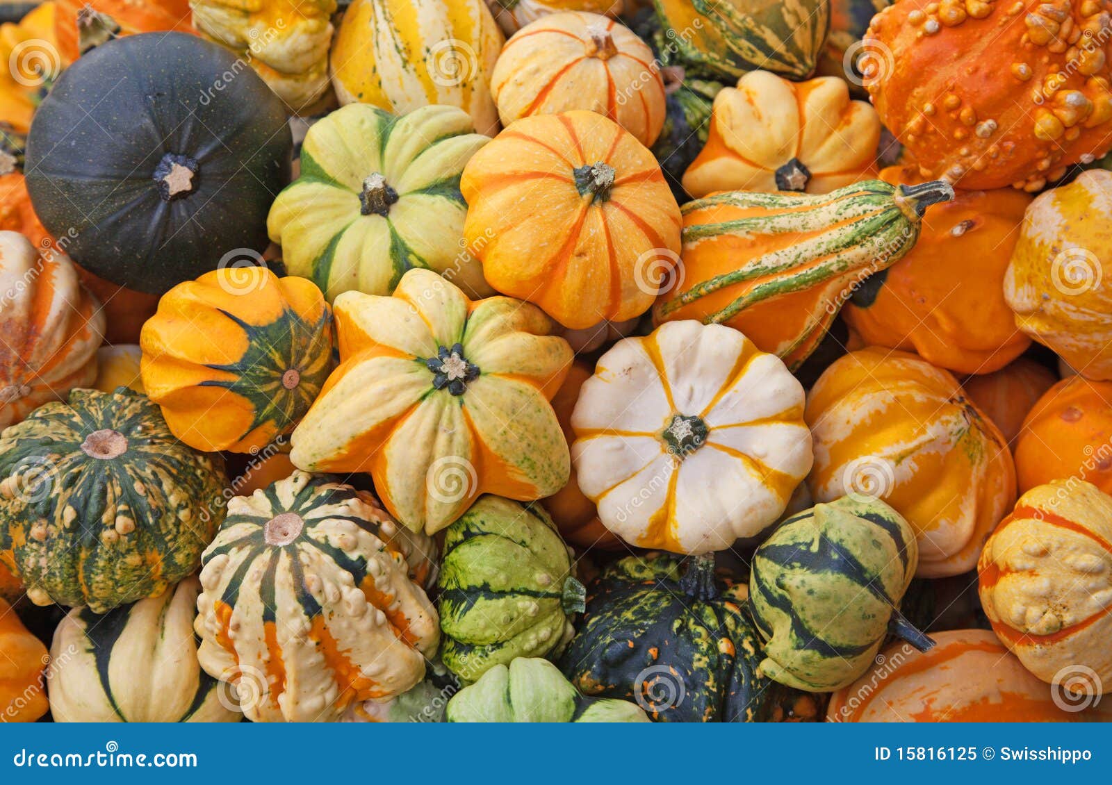 Colorful pumpkins stock image. Image of halloween, outside - 15816125