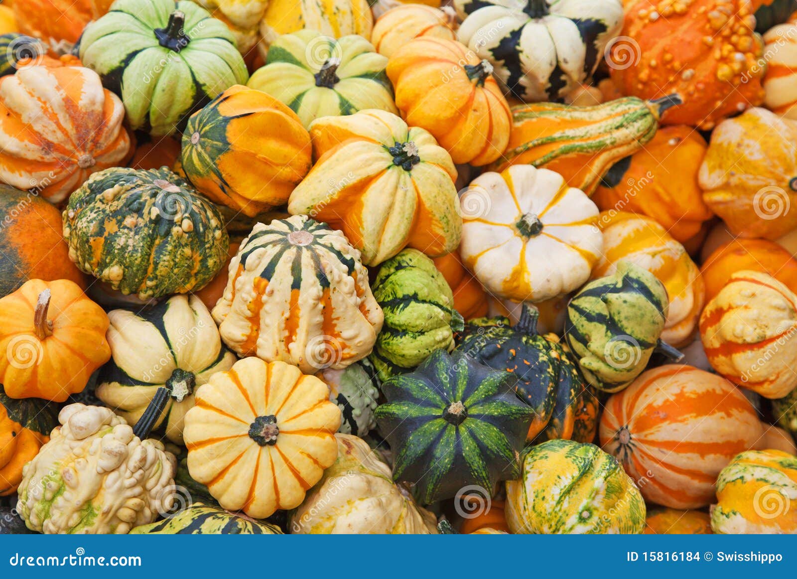 Colorful pumpkins stock photo. Image of corn, harvest - 15816184