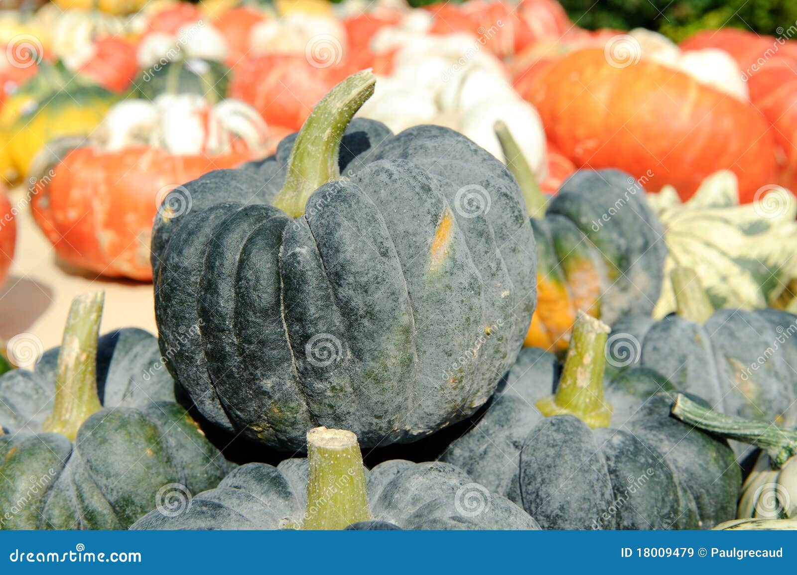 Colorful pumpkins stock image. Image of background, farm - 18009479