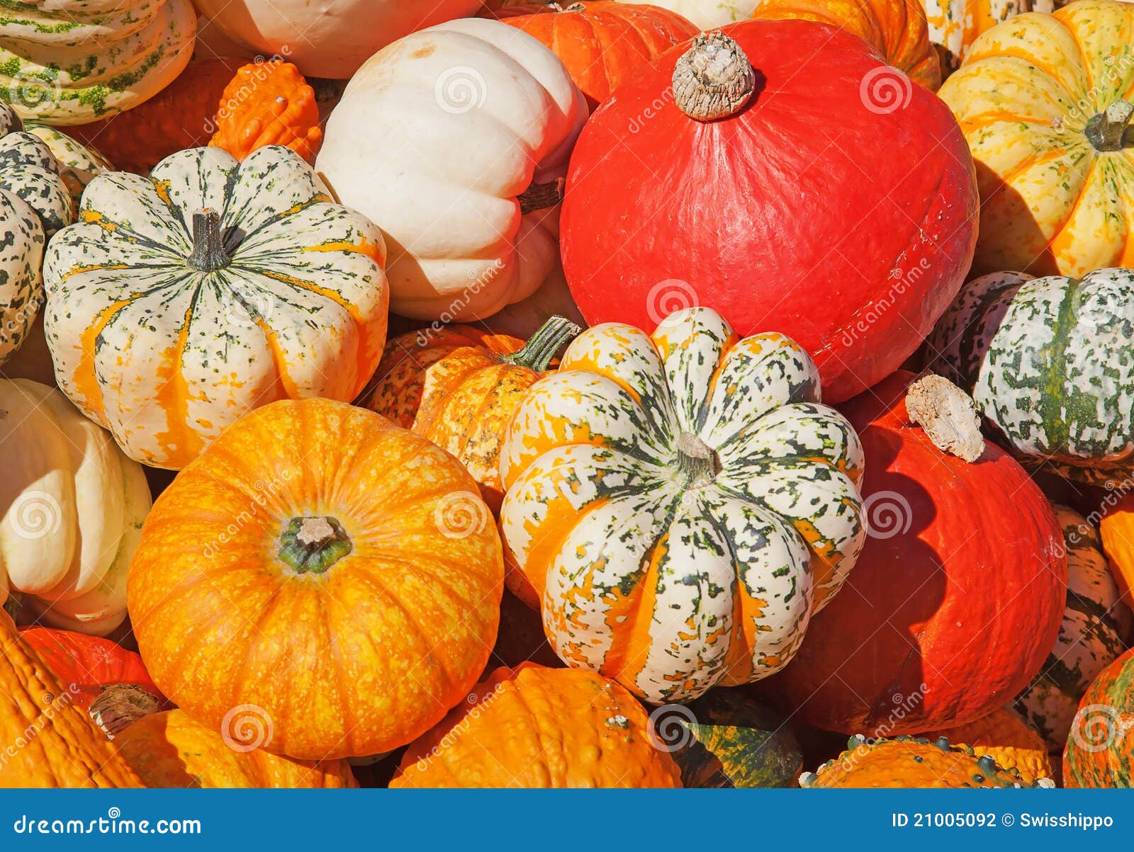 Colorful pumpkins stock photo. Image of ground, color - 21005092