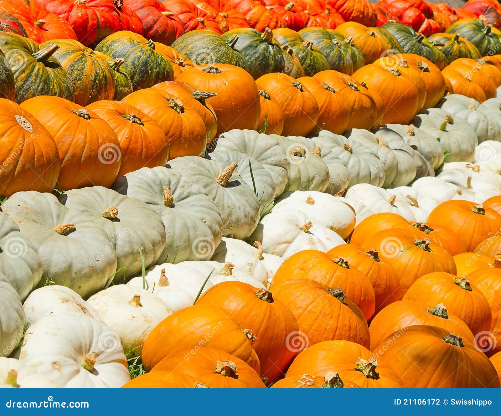 Colorful pumpkins stock photo. Image of farming, background - 21106172