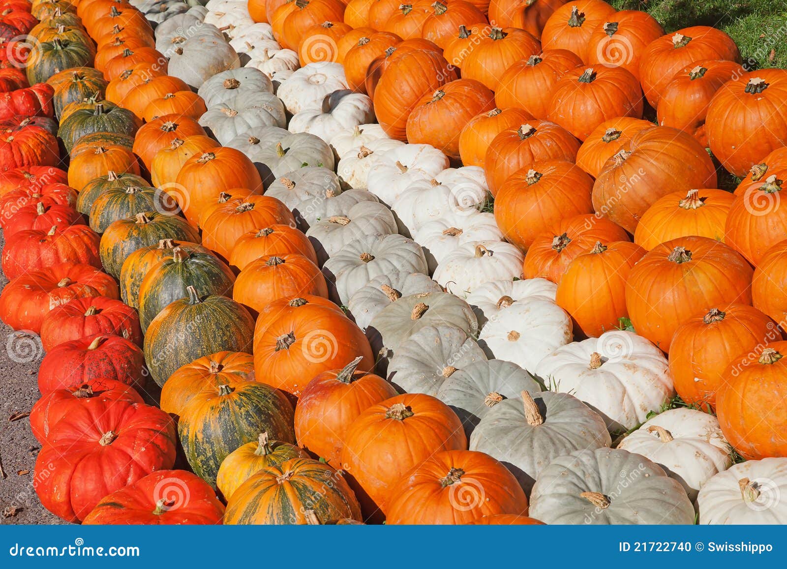Colorful pumpkins stock photo. Image of harvest, food - 21722740