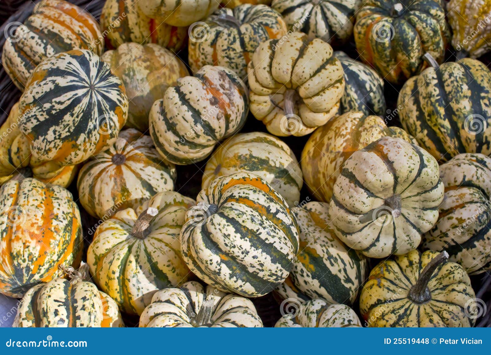 Colorful pumpkins stock photo. Image of colorful, decorate - 25519448