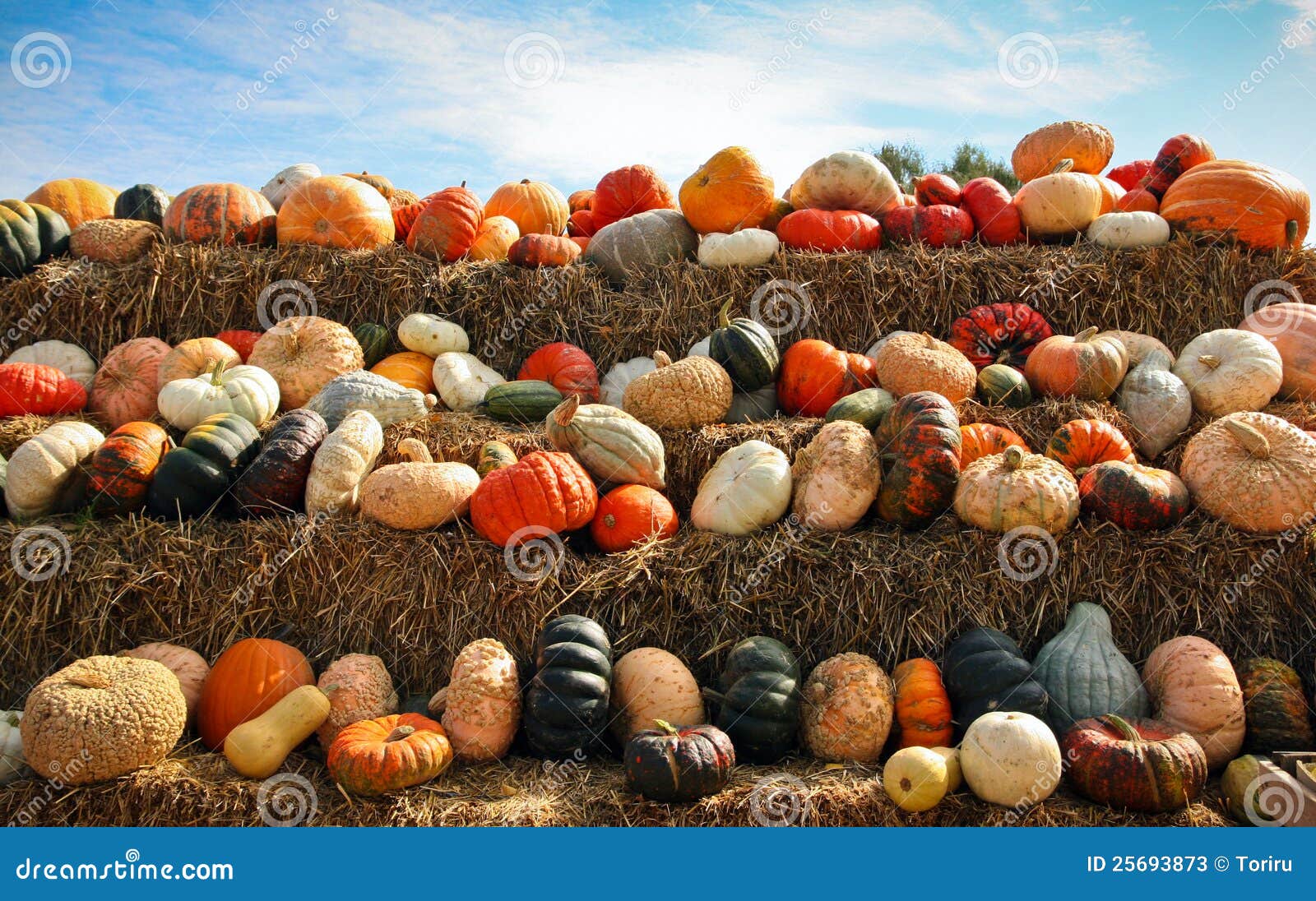 Colorful pumpkins stock image. Image of decorate, outdoors - 25693873
