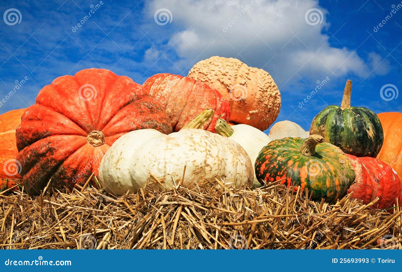 Colorful pumpkins stock image. Image of season, country - 25693993