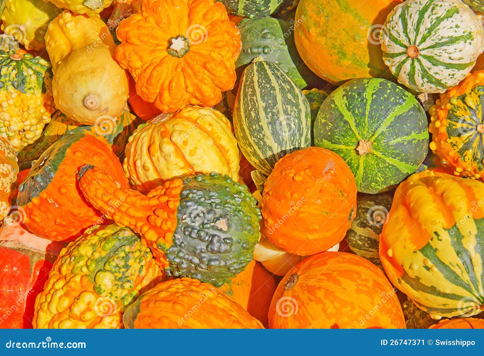 Colorful pumpkins stock image. Image of farming, diversity - 26747371