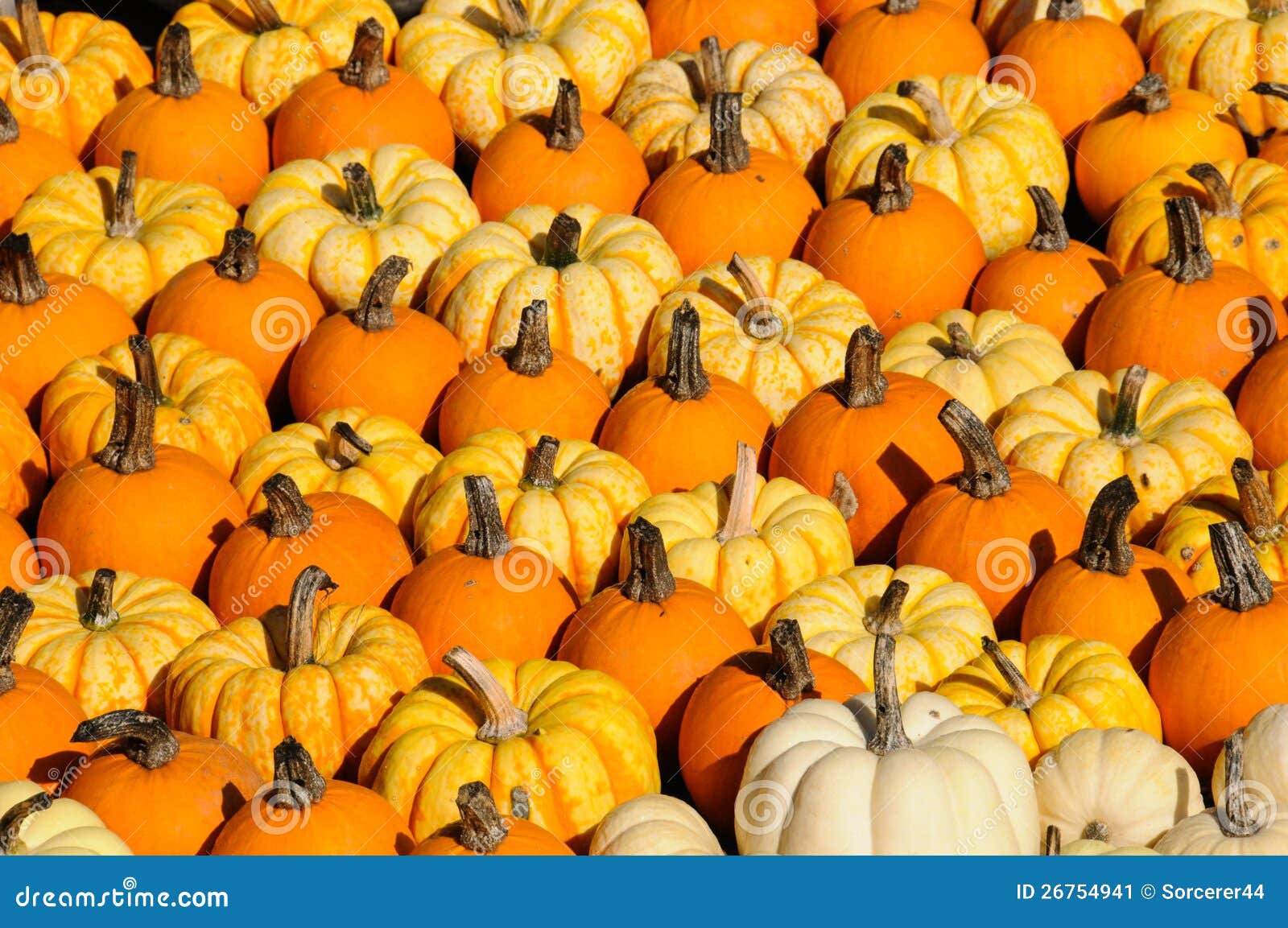 Colorful Pumpkins stock image. Image of pumpkin, diversity - 26754941