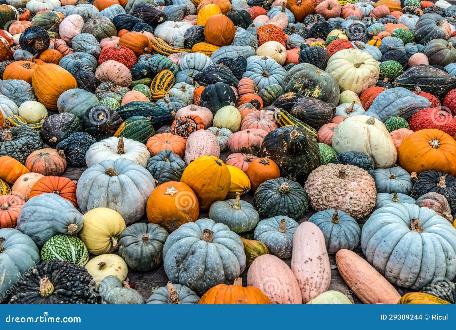 Colorful pumpkins stock photo. Image of bottle, food - 29309244
