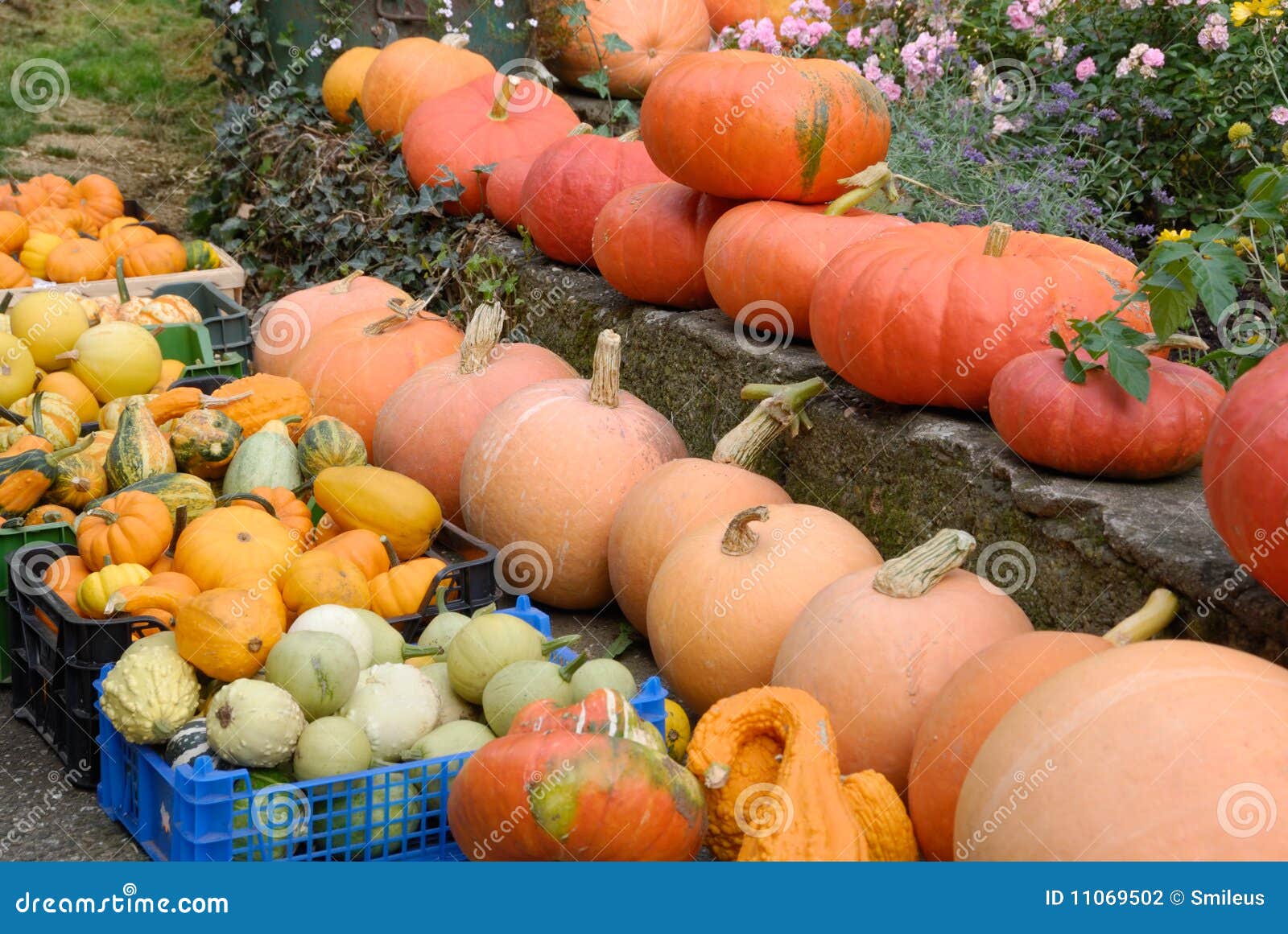 Colorful Pumpkins in rows stock photo. Image of october - 11069502