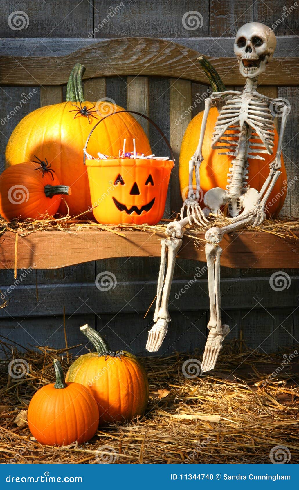 Colorful Pumpkins and Skeleton on Bench Stock Photo - Image of summer ...