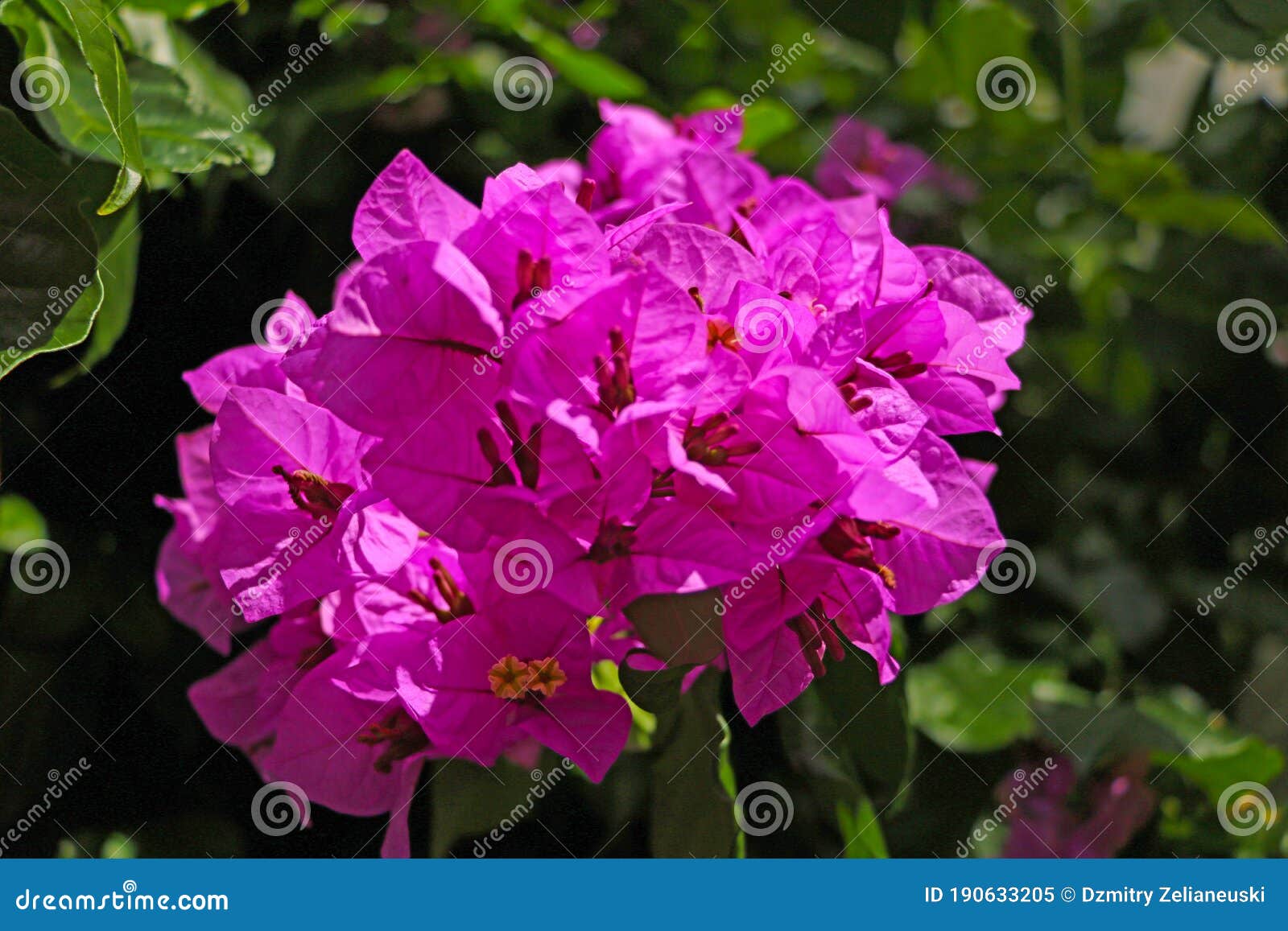 Colorful Purple Flowers Texture and Background for Designers Stock ...